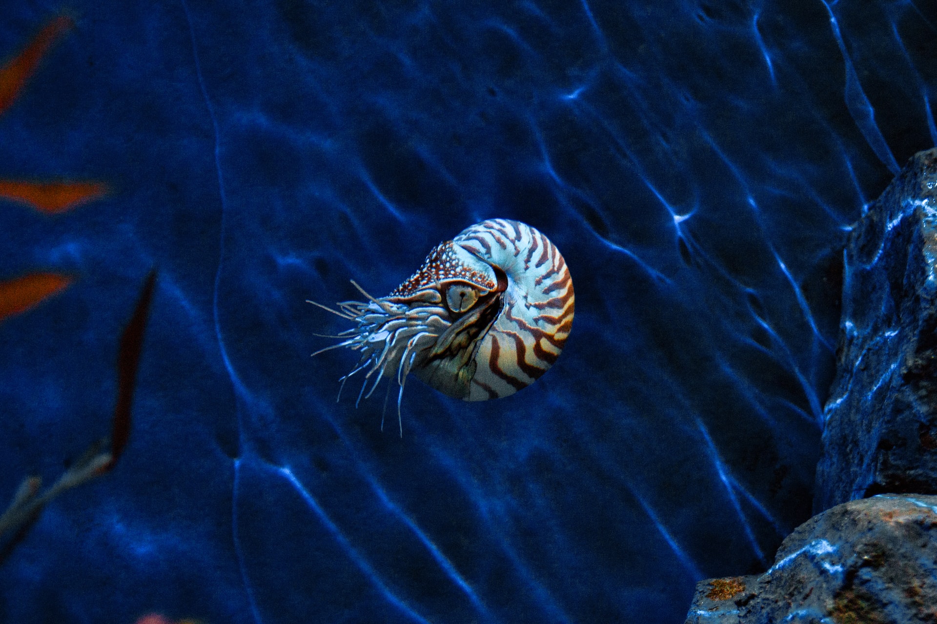 L'affascinante nautilus da camera