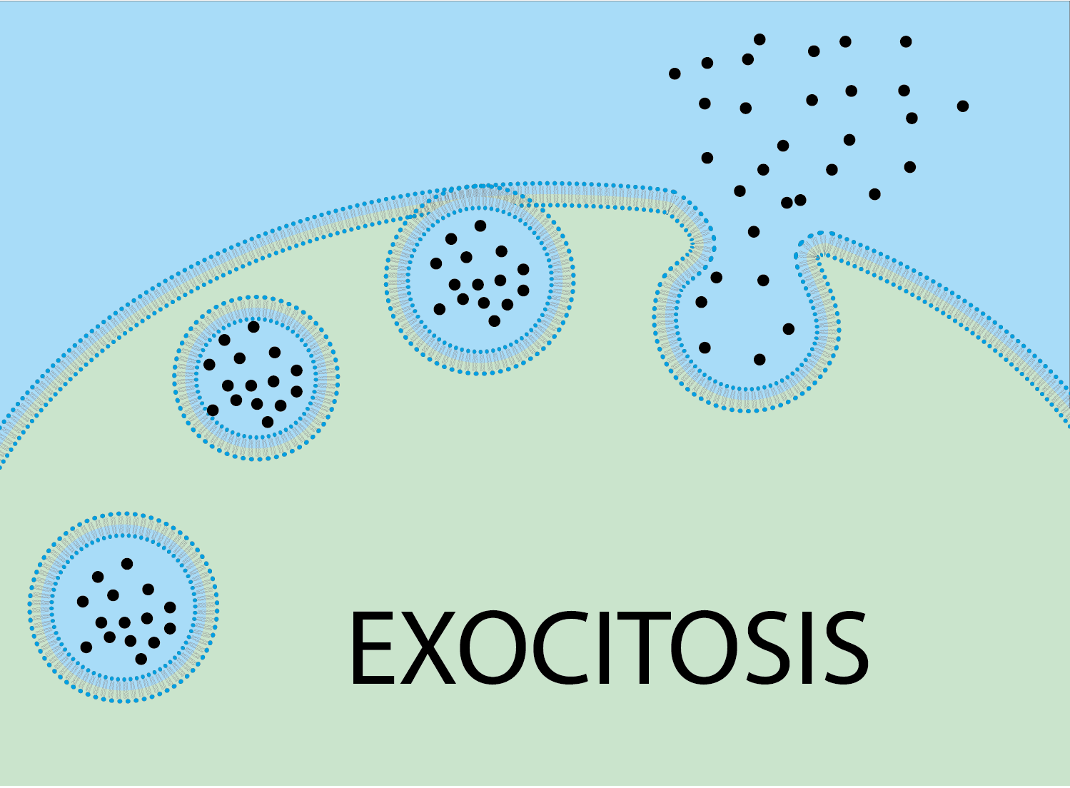 Endocitosis Ejemplos